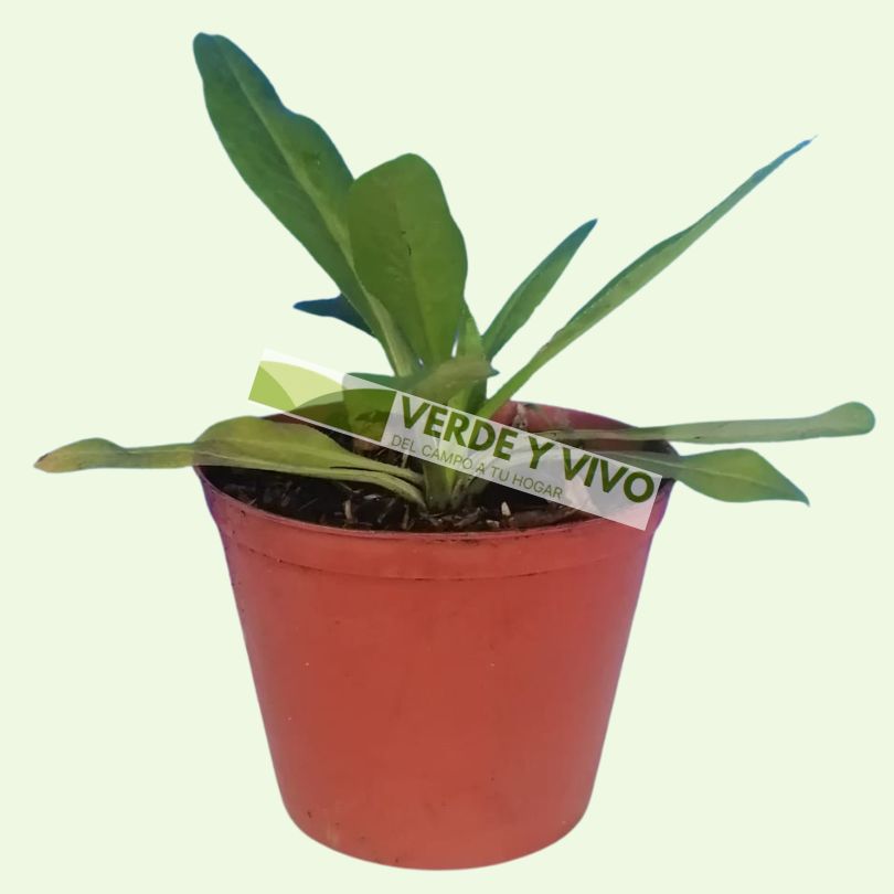 Planta de cimarrón | Verde y Vivo